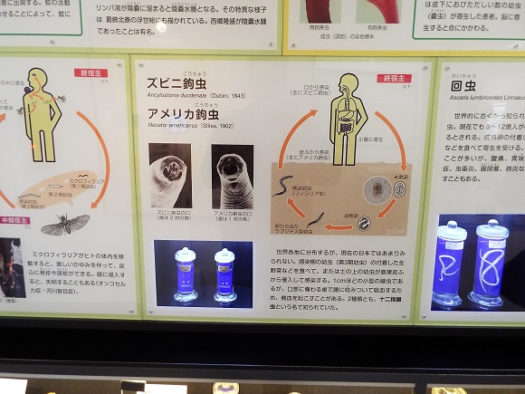 From protozoa to tapeworms: Visiting the Meguro Parasitological Museum ...