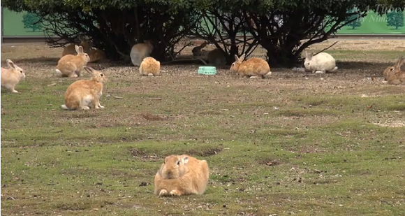 Bunny stampede! The joys of Rabbit Island【Video】 | SoraNews24 -Japan News-
