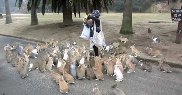 Bunny stampede! The joys of Rabbit Island【Video】 | SoraNews24 -Japan News-