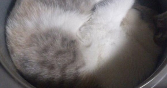 “Dude, where’s my cat?” Check in the rice cooker! | SoraNews24 -Japan News-