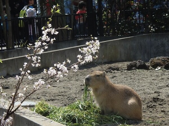 Capybara enjoying a meal at Ueno Zoo treats us to the herbivore’s ...