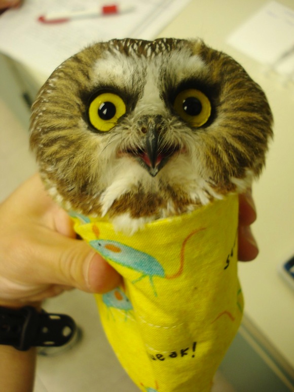 20 yummy animal burritos to satisfy your cute cravings!【Photos ...