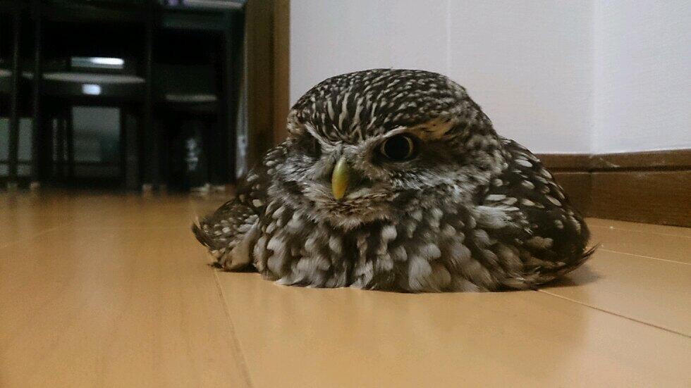 Lovable house owl delights netizens 【Photos】 | SoraNews24 -Japan News-
