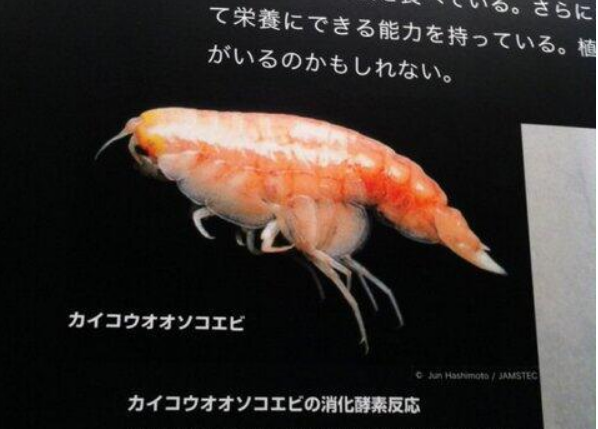 Bizarre deep-sea shrimp or delicious sushi? Japanese netizens weigh in ...