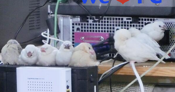 Computer equipment: the new way to keep your pet birds warm and happy ...