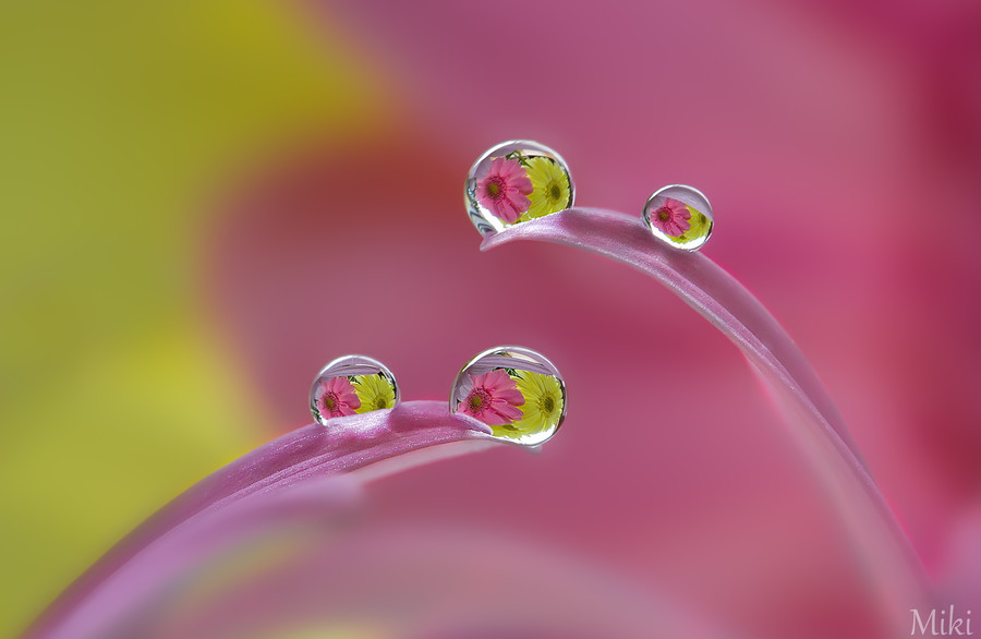 Japanese photographer captures tiny whimsical water worlds in macro ...