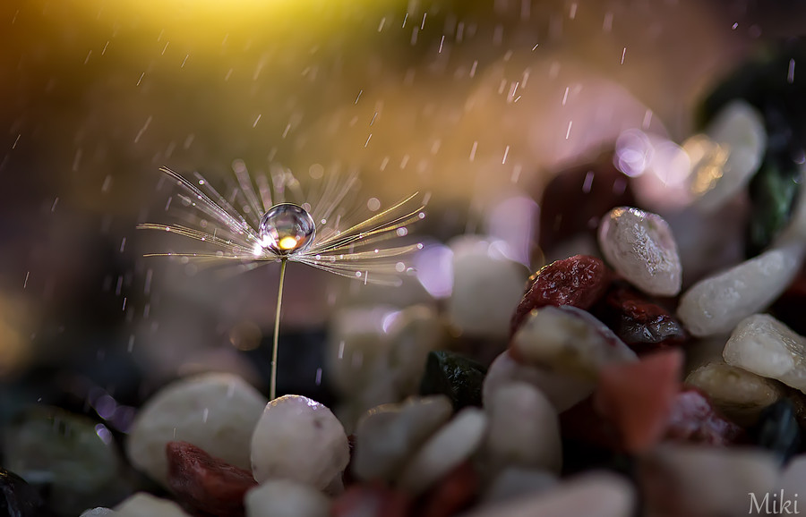 Japanese photographer captures tiny whimsical water worlds in macro ...