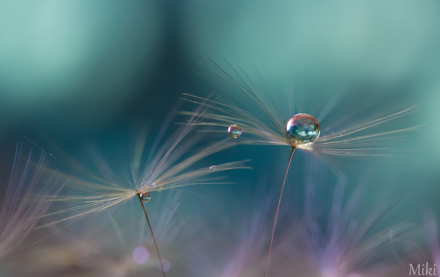 Japanese photographer captures tiny whimsical water worlds in macro ...
