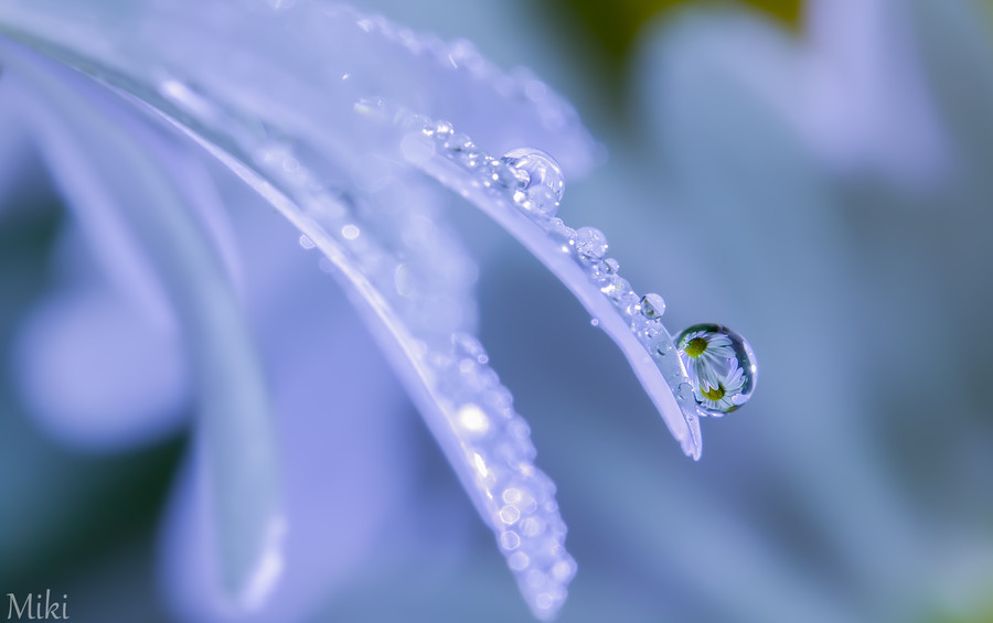 Japanese photographer captures tiny whimsical water worlds in macro ...