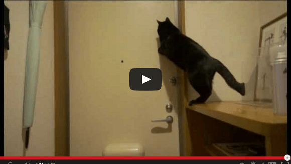 Cat locks owner out of the house, confirms plans for world domination ...