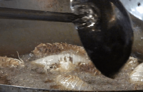 We learn about the deep-sea armored isopod, then eat one 【Video ...