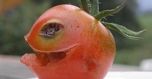 Freaky veggies trending in Japanese groceries, possible precursor to ...