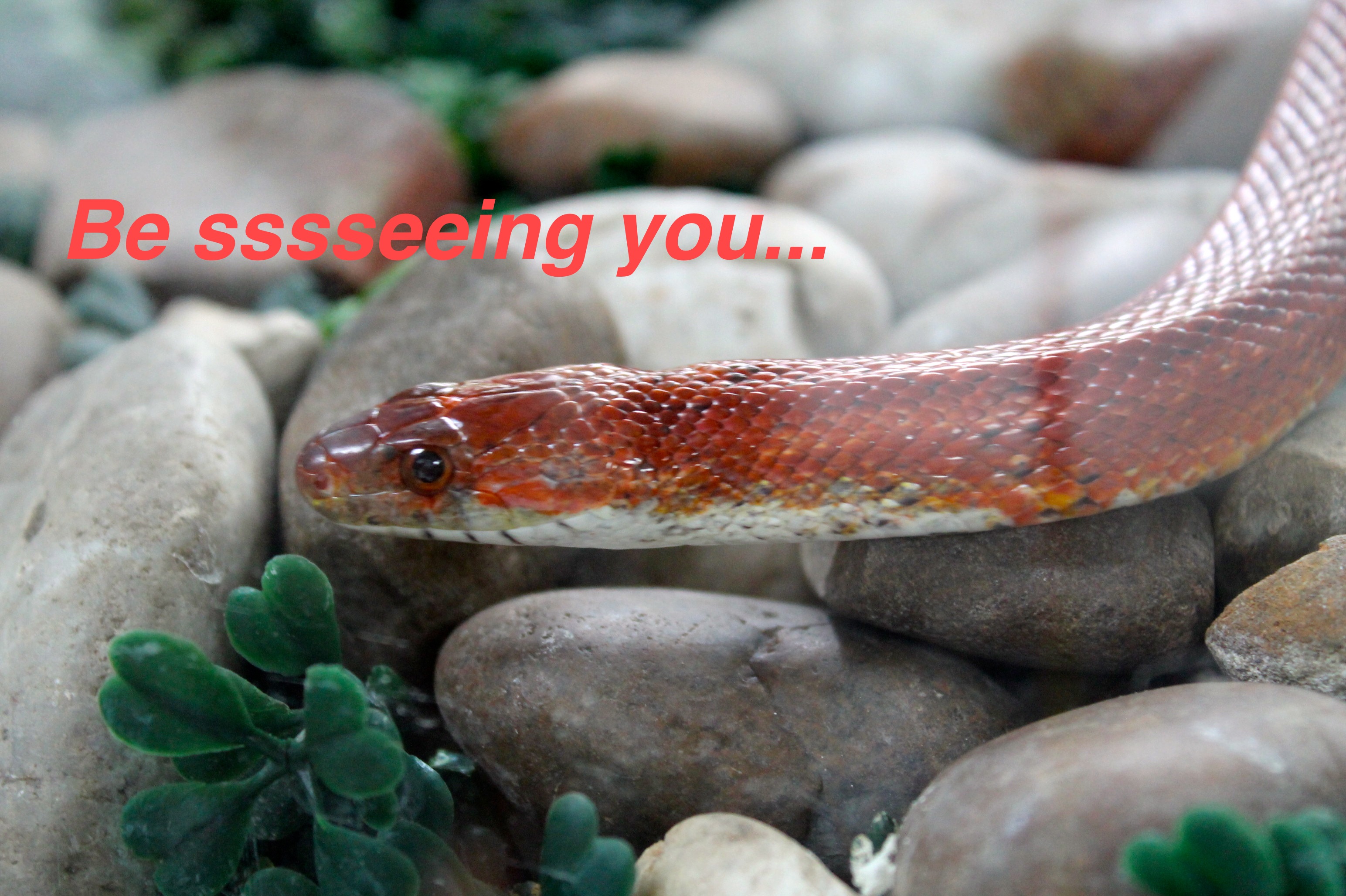 Bangkok’s Snake Farm: Saving lives and teaching the world about snake ...