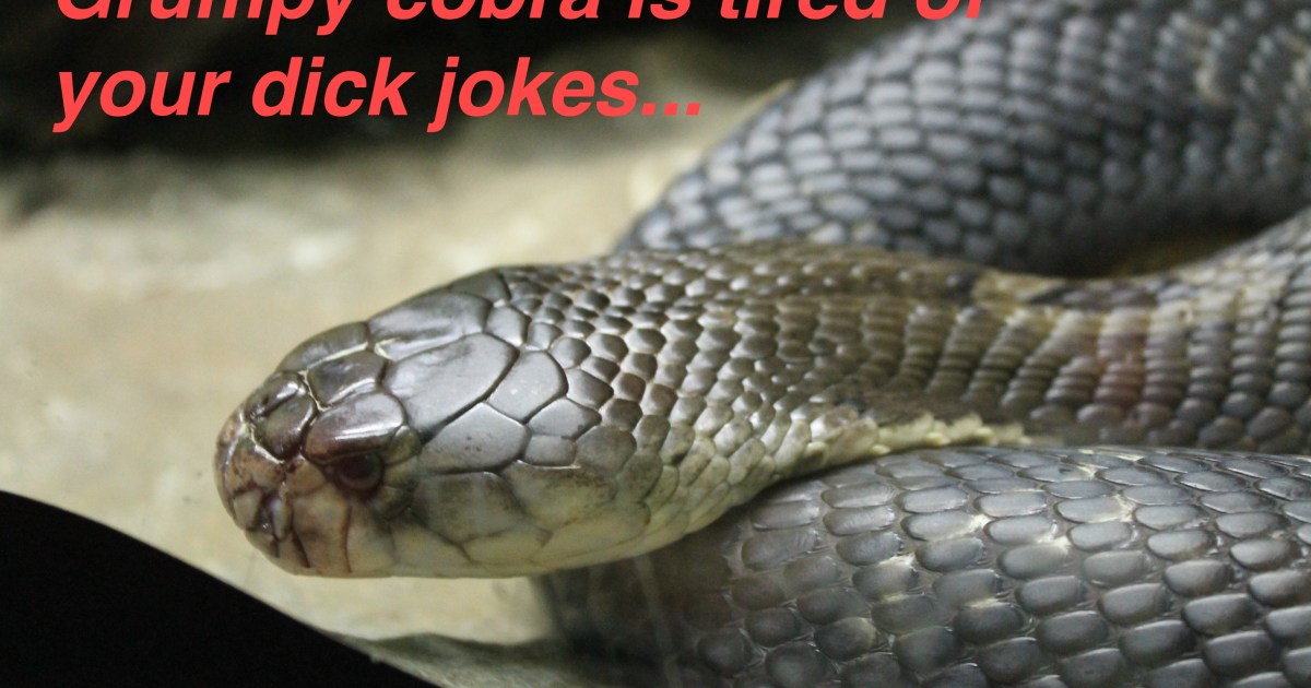 Bangkok’s Snake Farm: Saving lives and teaching the world about snake ...