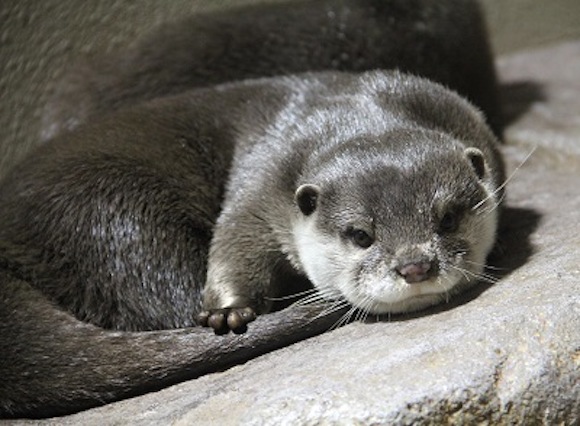 Live otter-cam to be broadcast for 33 hours — will otters’ secret lives ...