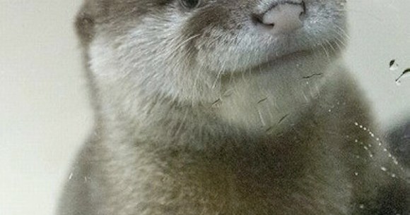 Live otter-cam to be broadcast for 33 hours — will otters’ secret lives ...