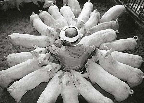 Japanese pig farmer shows the world how pigs should be treated ...