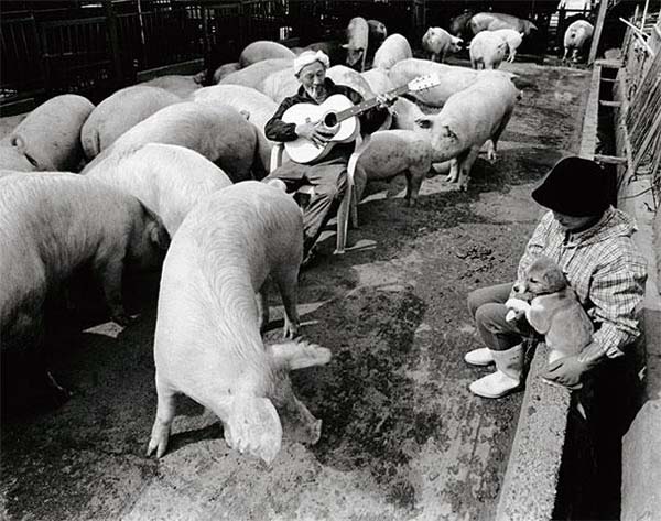 Japanese pig farmer shows the world how pigs should be treated ...