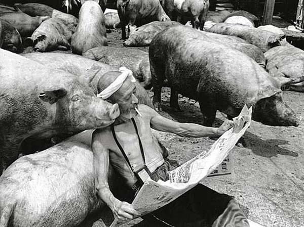 Japanese pig farmer shows the world how pigs should be treated ...