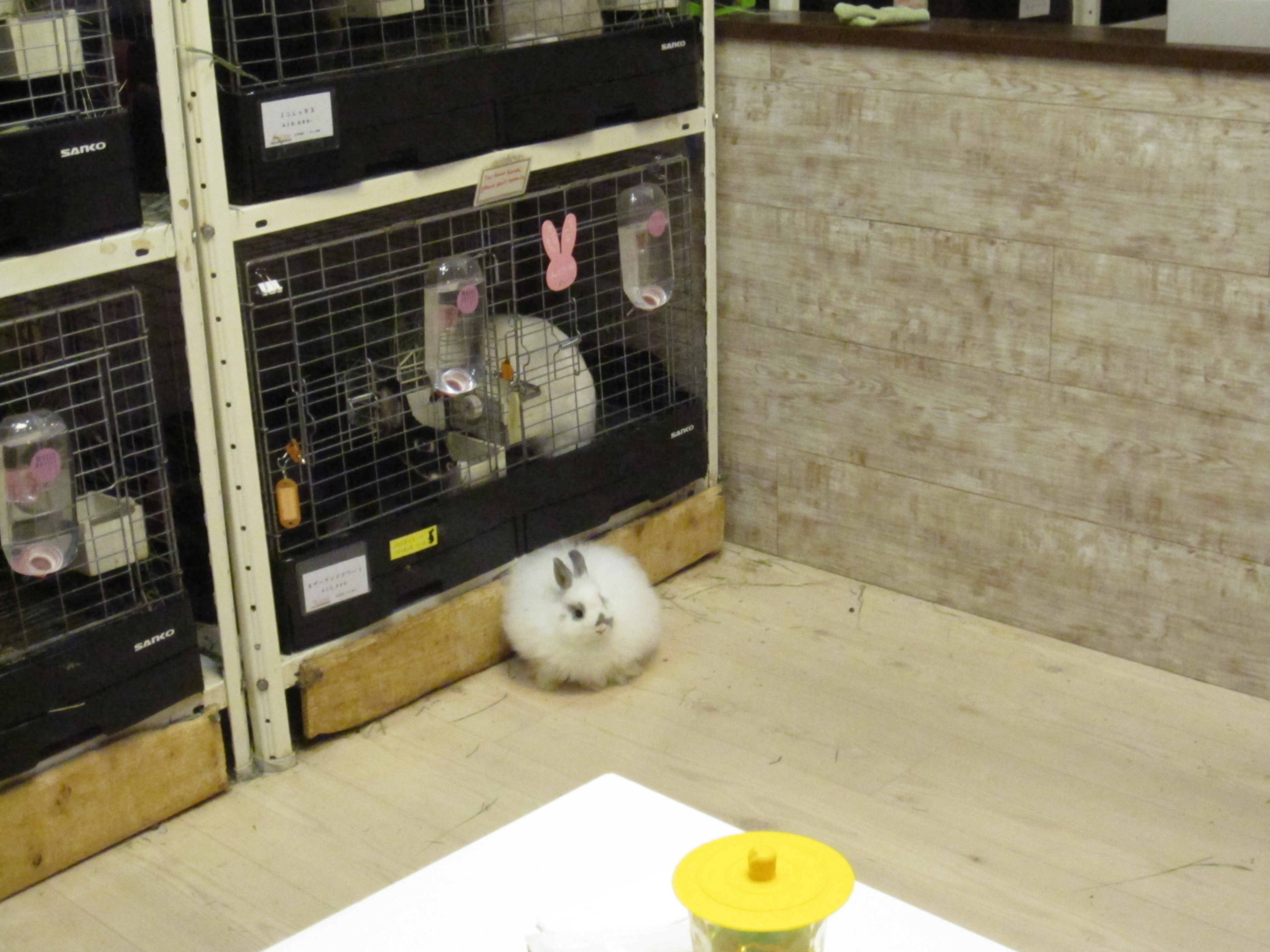 We visit Tokyo’s rabbit café to celebrate Easter in the cutest way ...