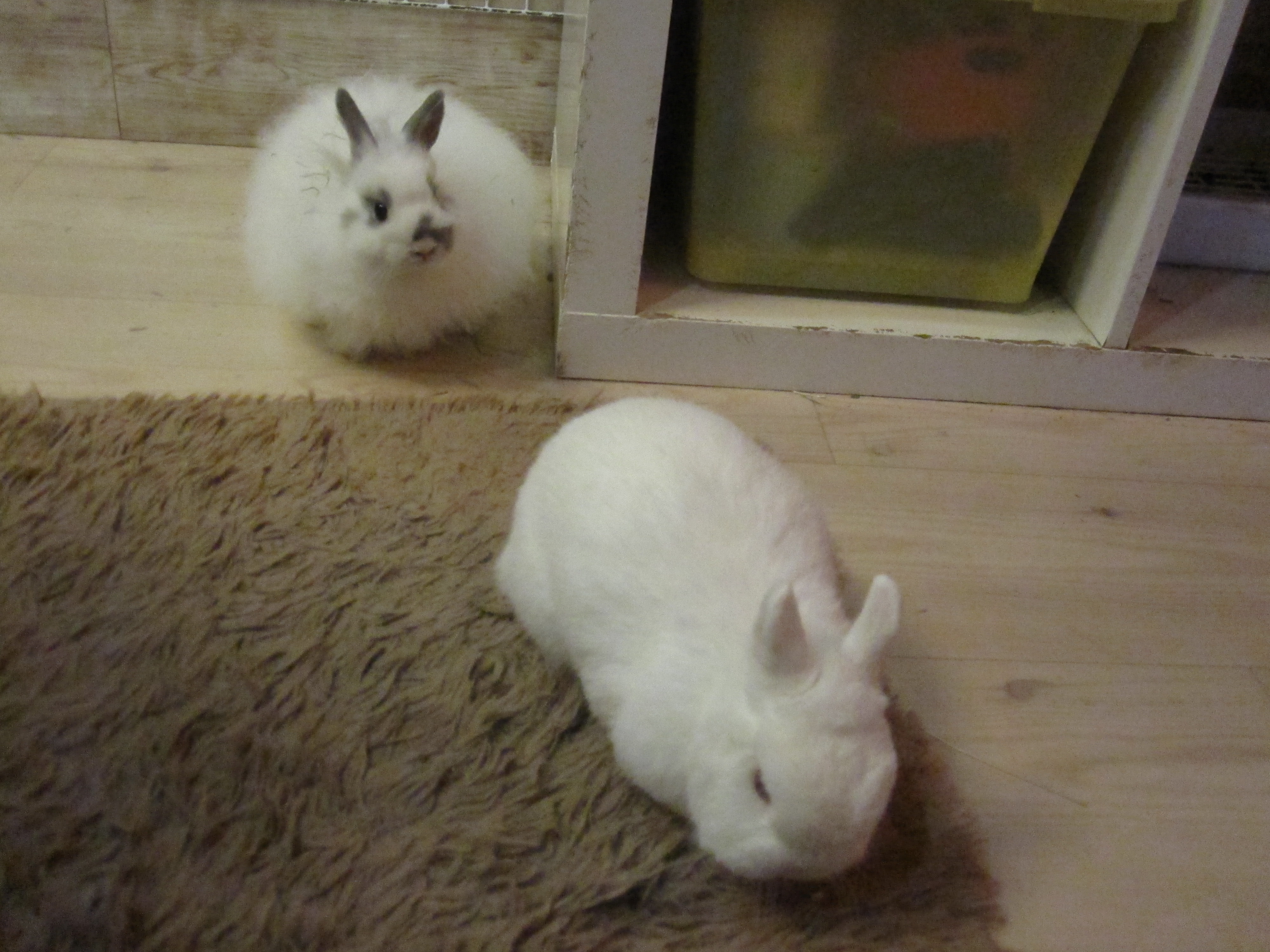 We visit Tokyo’s rabbit café to celebrate Easter in the cutest way ...