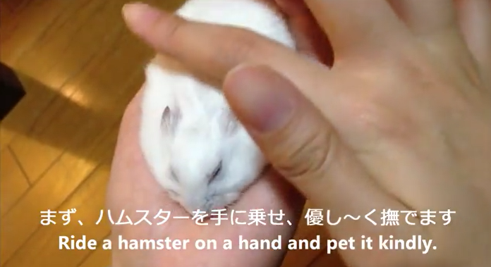 The humane (and adorable) way to make a flat hamster 【Video ...