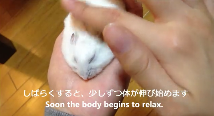 The humane (and adorable) way to make a flat hamster 【Video ...