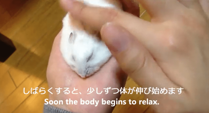 The humane (and adorable) way to make a flat hamster 【Video ...