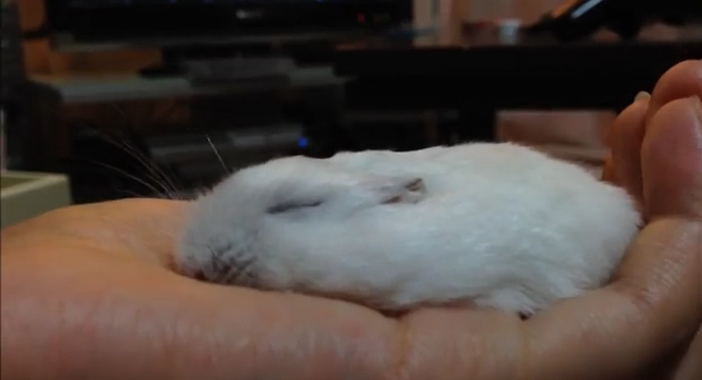 The humane (and adorable) way to make a flat hamster 【Video ...