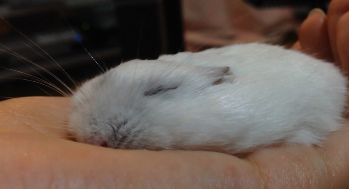 The humane (and adorable) way to make a flat hamster 【Video ...