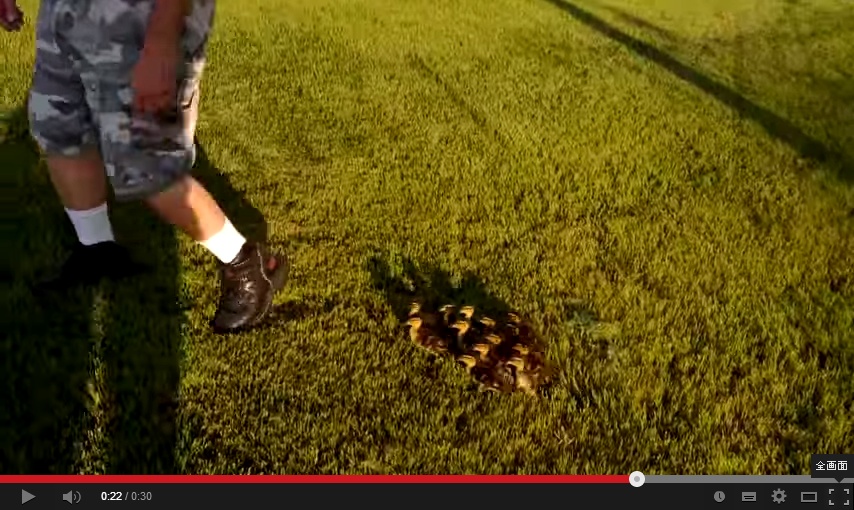 Duckling savior has 13 baby ducks following him around, We’re ...