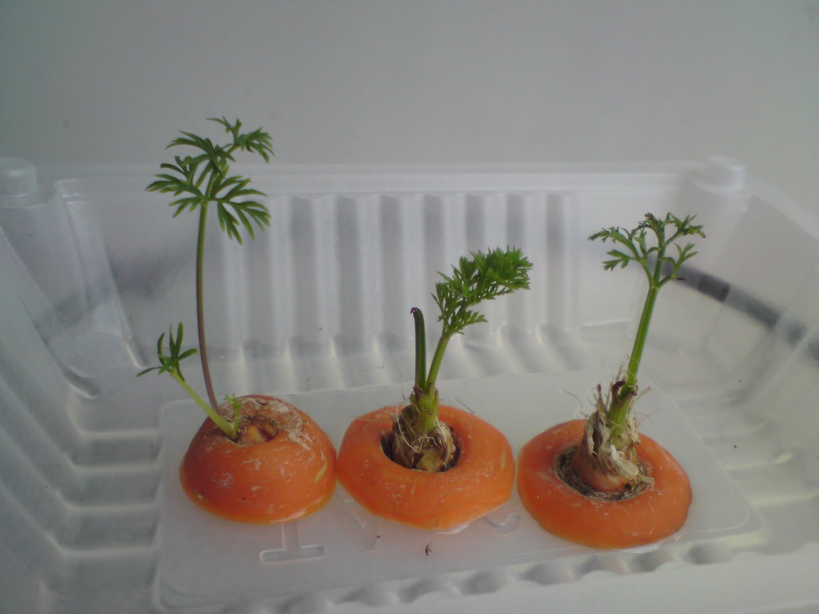 Broccoli bonsai and sweet sushi: Japanese culture’s evolution abroad ...