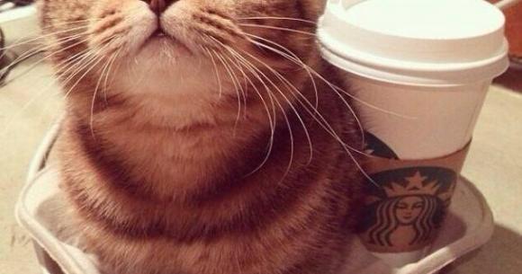 Coffee and cats are the perfect combo to help you face the week【Monday ...