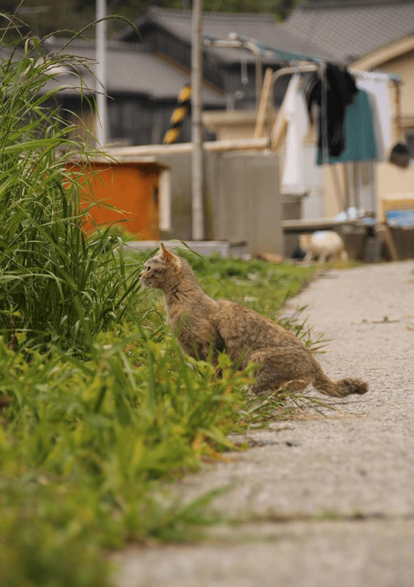 Is Japan’s Cat Island in danger of turning into the Island of Fat Cats ...