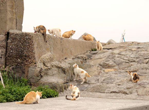 Is Japan’s Cat Island in danger of turning into the Island of Fat Cats ...