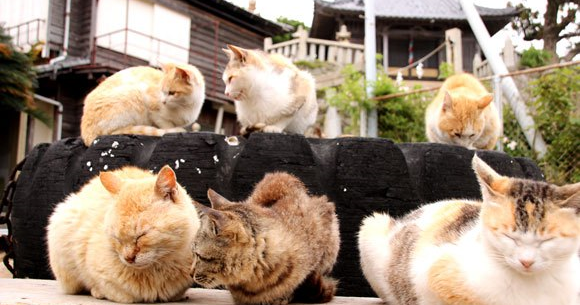 Is Japan’s Cat Island in danger of turning into the Island of Fat Cats ...