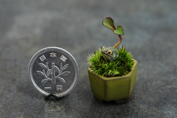 Check out these super-ultra-teeny-tiny bonsai! 【Photos】 | SoraNews24 ...