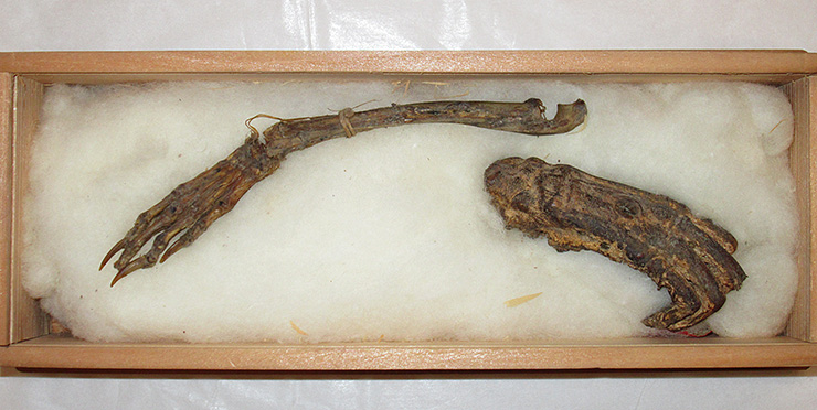 Bones of mythical Japanese water demon to go on public display ...