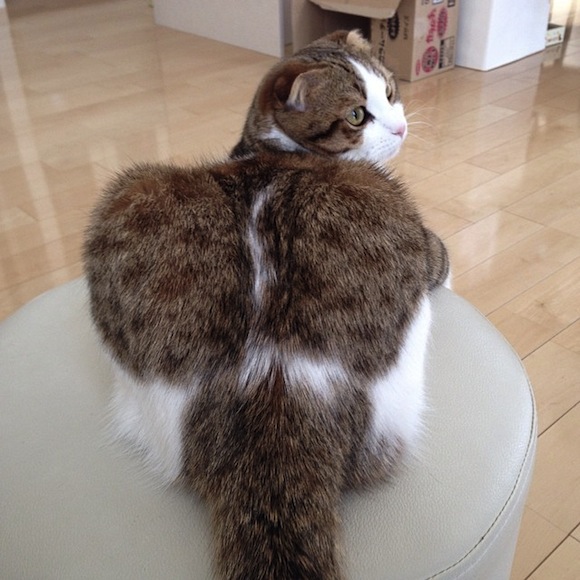 Cute animal bottoms now on display — It’s Shiba Dog Maru’s Puriketsu ...