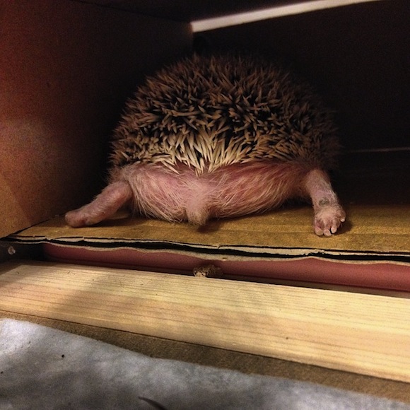 Cute animal bottoms now on display — It’s Shiba Dog Maru’s Puriketsu ...