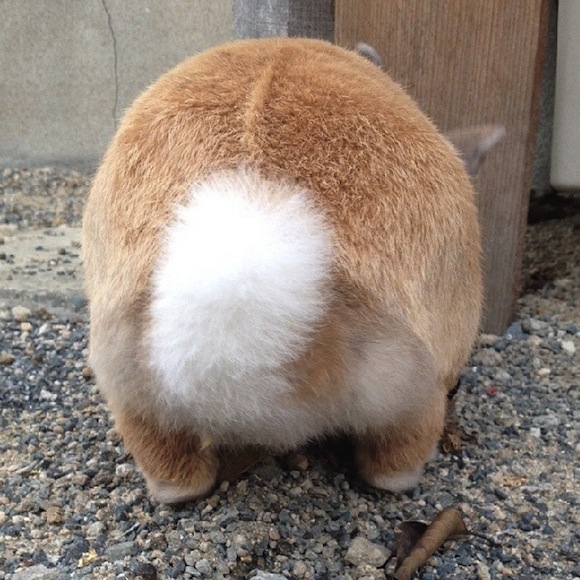 Cute animal bottoms now on display — It’s Shiba Dog Maru’s Puriketsu ...