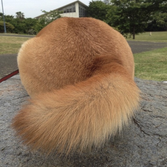Cute animal bottoms now on display — It’s Shiba Dog Maru’s Puriketsu ...