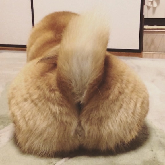 Cute animal bottoms now on display — It’s Shiba Dog Maru’s Puriketsu ...