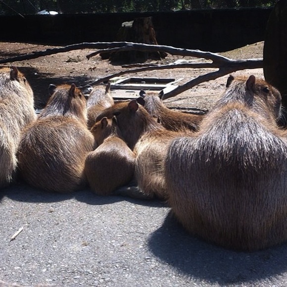 Cute animal bottoms now on display — It’s Shiba Dog Maru’s Puriketsu ...