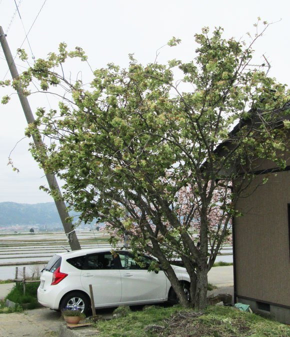 Green cherry blossoms blooming now across Japan | SoraNews24 -Japan News-