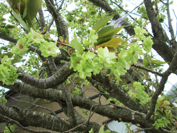 Green cherry blossoms blooming now across Japan | SoraNews24 -Japan News-