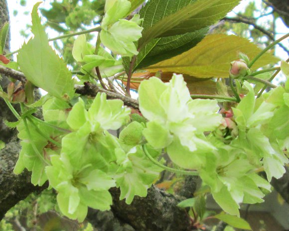 Green cherry blossoms blooming now across Japan | SoraNews24 -Japan News-