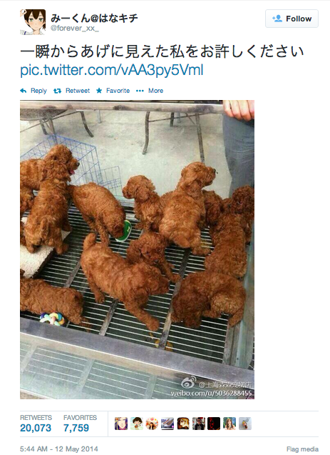 Delicious fried chicken or adorable puppies? You decide | SoraNews24 ...