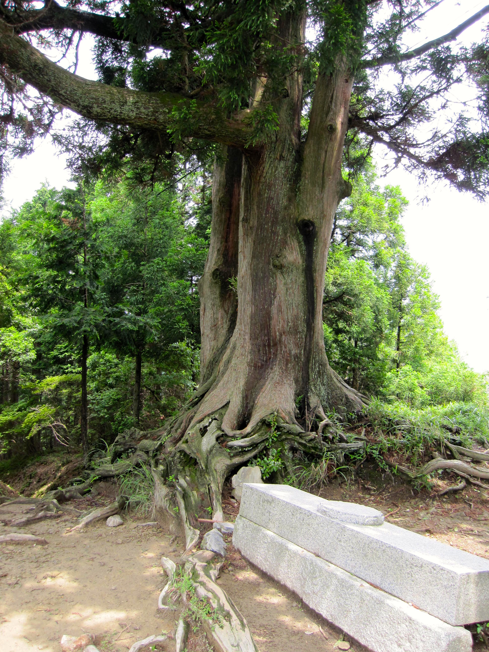 The Marathon Monks of Mt. Hiei: Better than Olympic Athletes? 【Part I ...