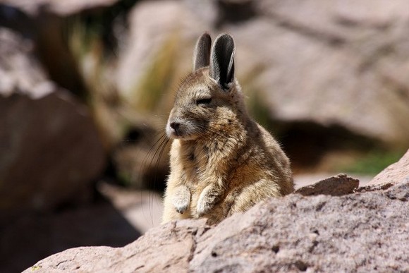 That’s not a rabbit, that’s Mother Nature’s version of Pikachu (also ...